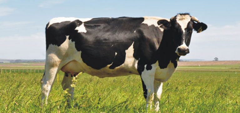 Producción animal – Greenlab